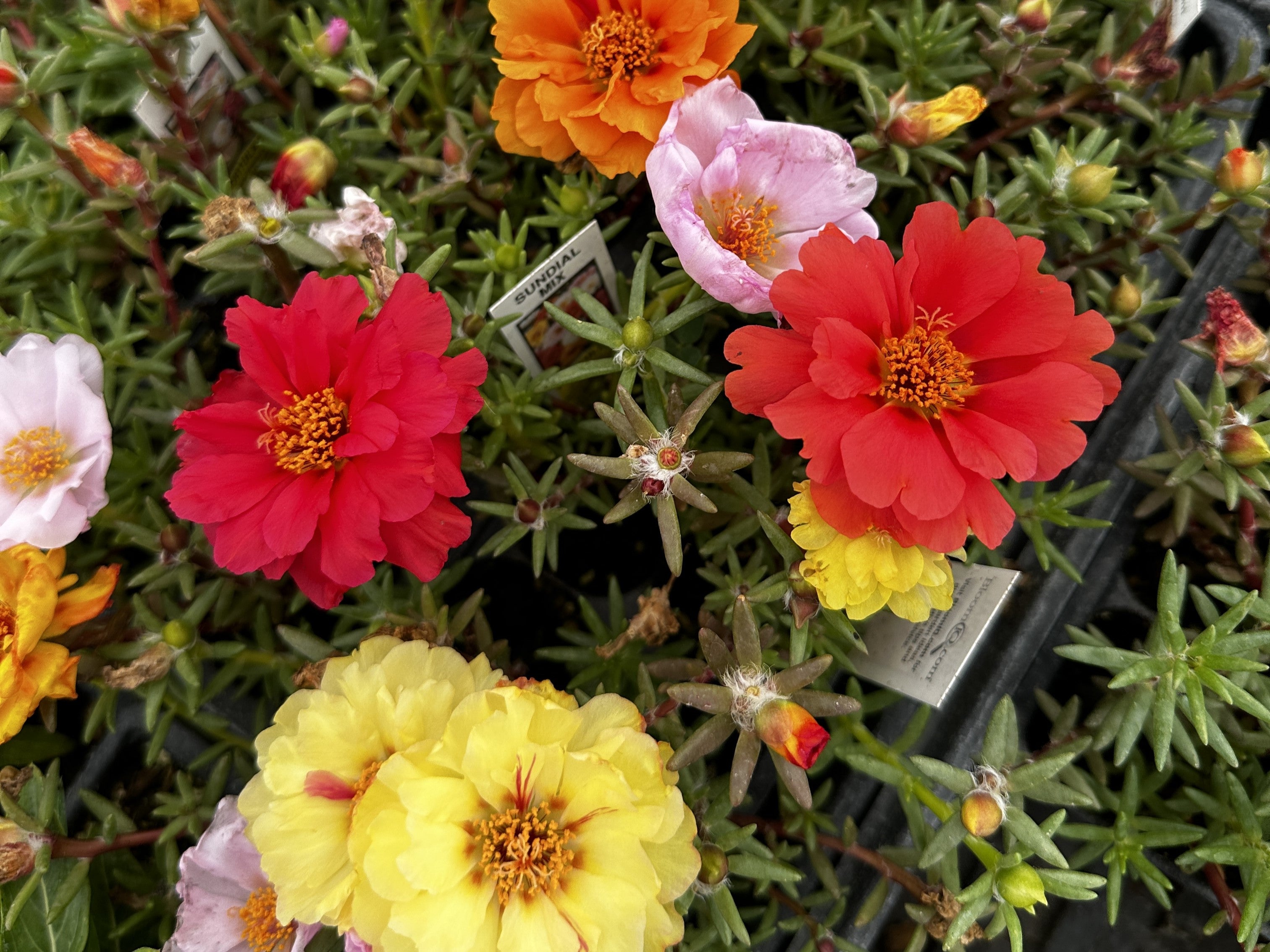 Portulaca / Moss Roses – 7 Rhodes Market