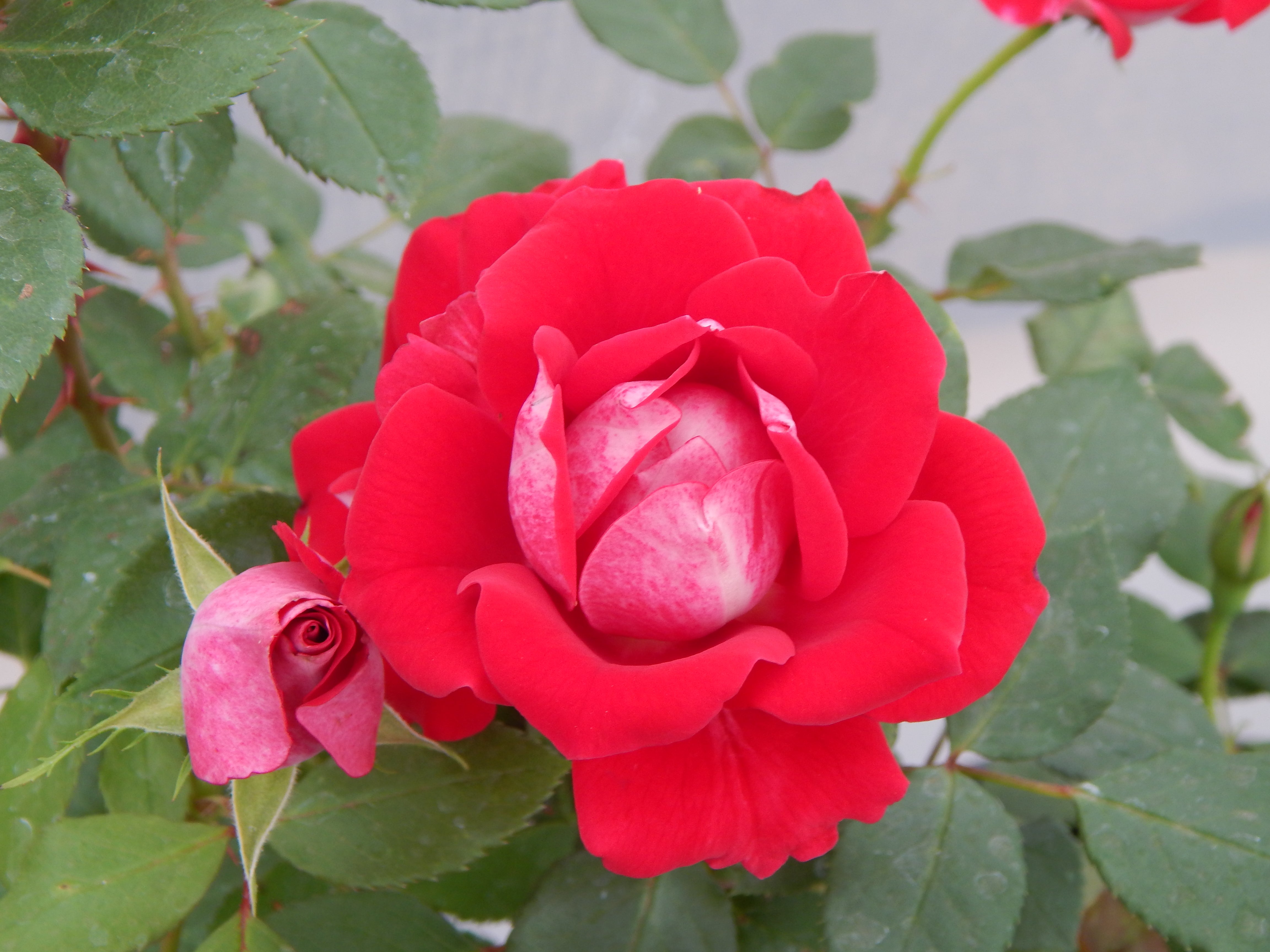 Take It Easy Rose – 7 Rhodes Market